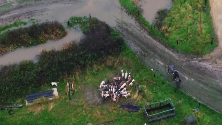 Exclusive footage shows how foxes are being illegally hunted by hounds ...