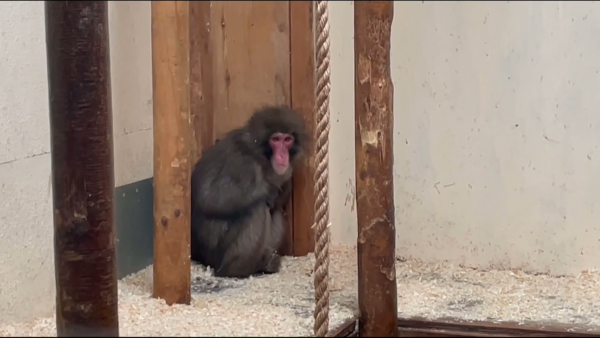 Missing monkey caught after five days in the Scottish Highlands ...