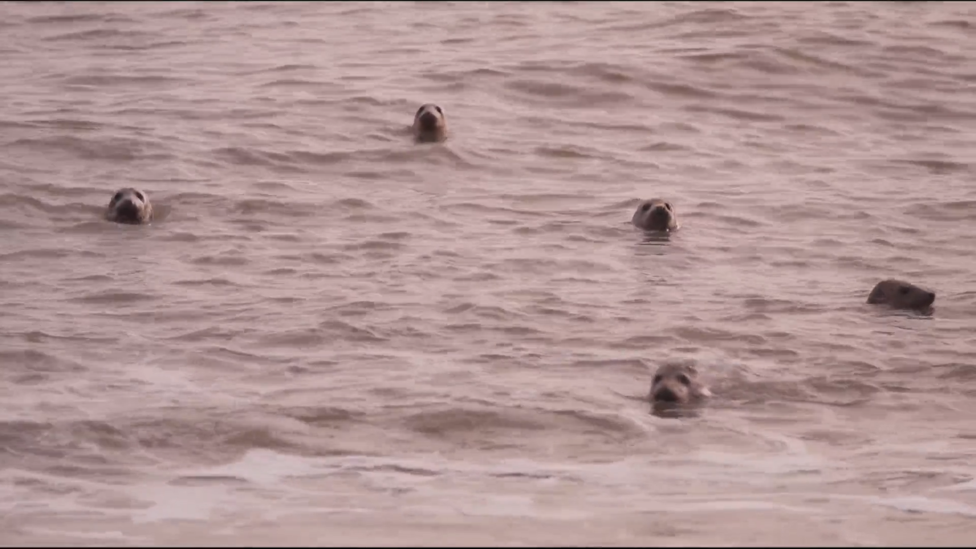 How the once threatened grey seal is thriving on UK coast – Channel 4 News