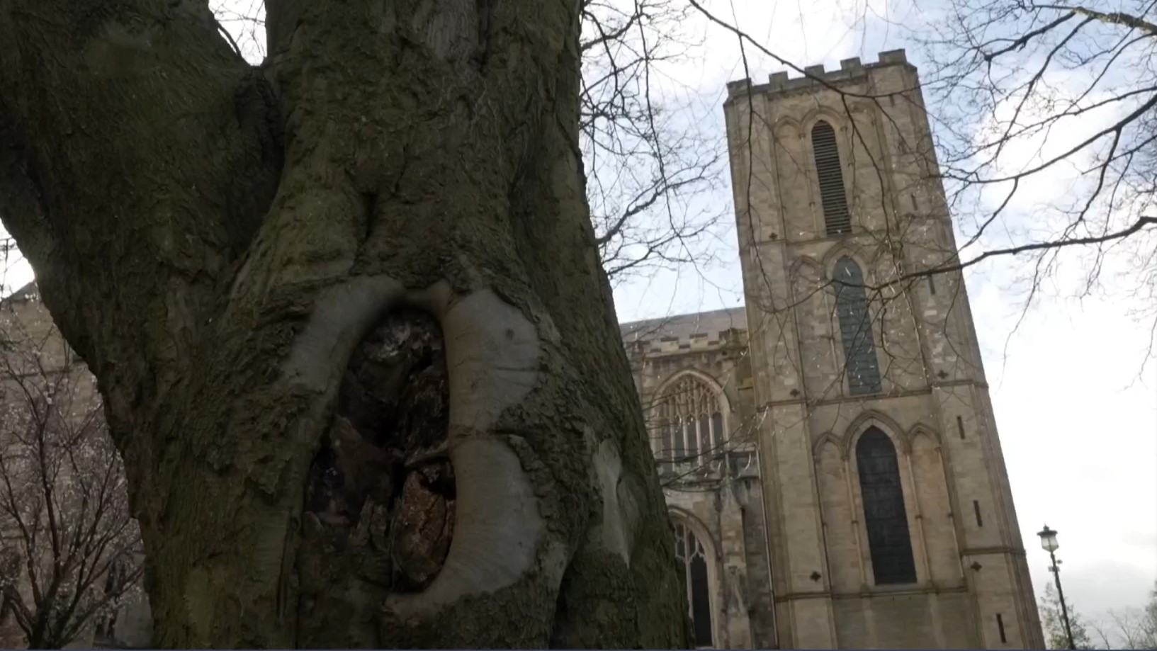 Backlash over plans to chop down 11 trees in Ripon – Channel 4 News