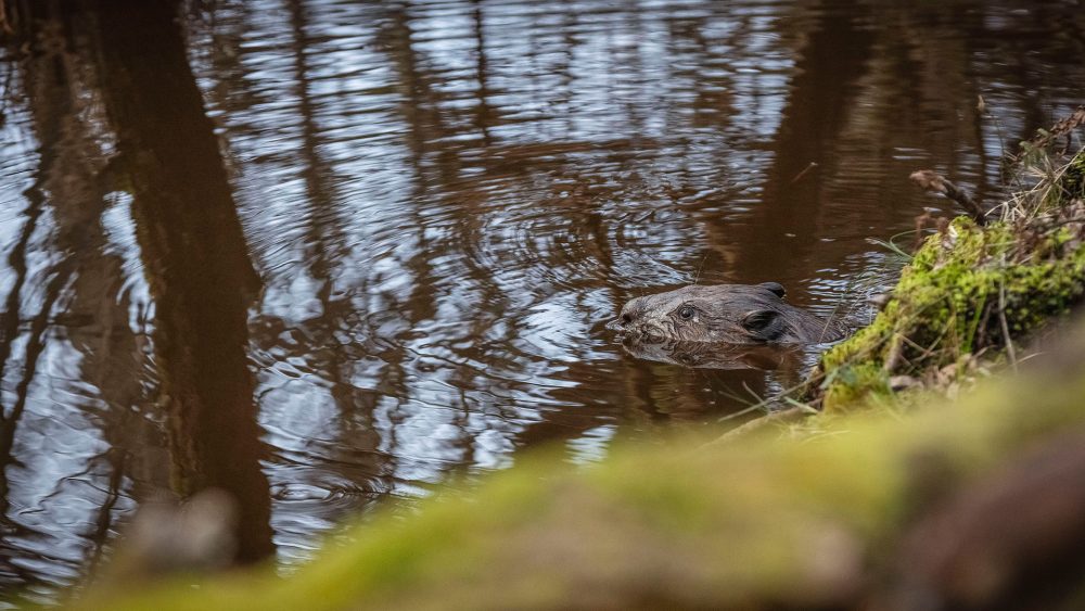 End of ‘beaver bombing’ as wild beavers legally return to England ...