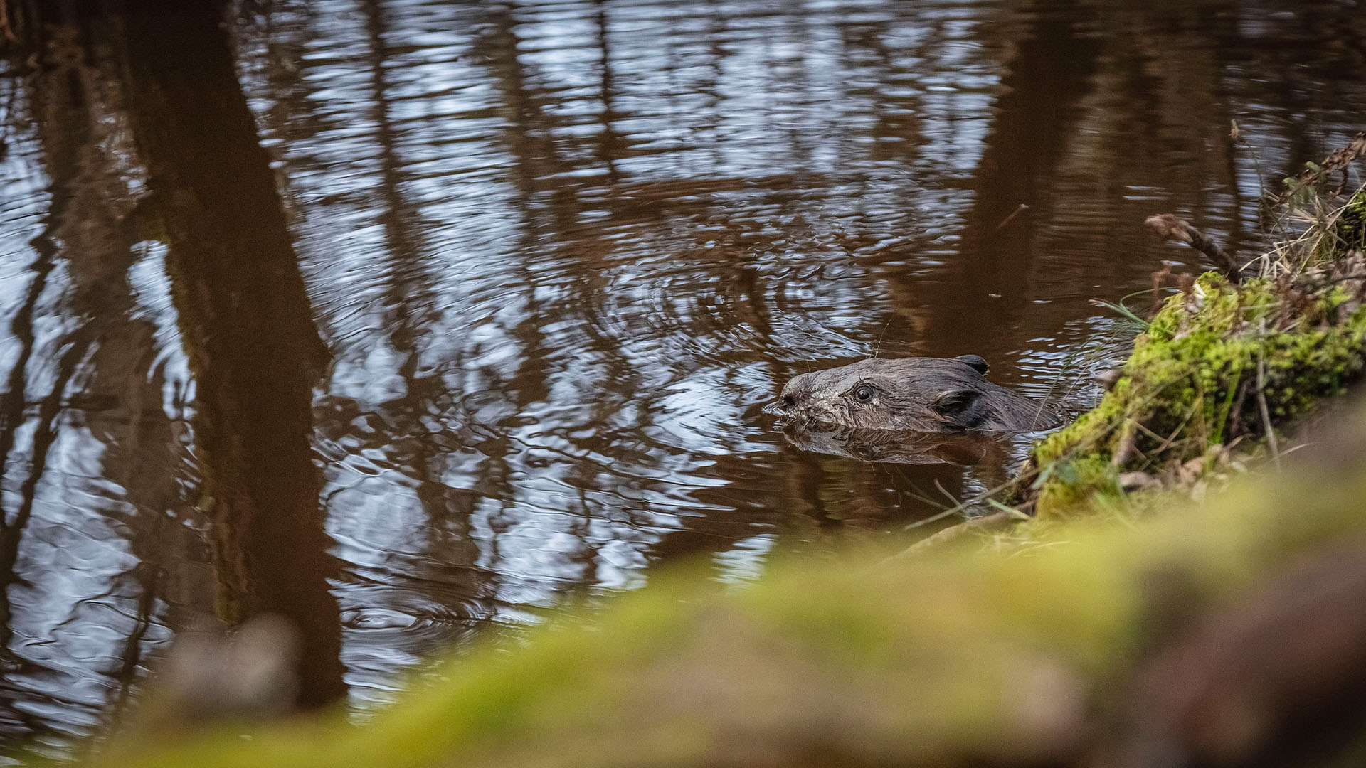 End of ‘beaver bombing’ as wild beavers legally return to England ...