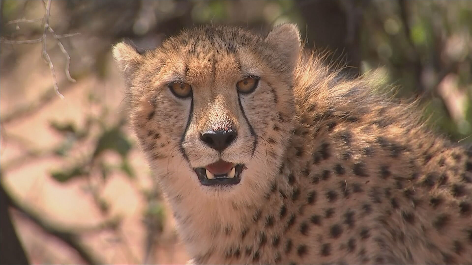 Will any UK government honour its pledge to ban trophy animal imports ...